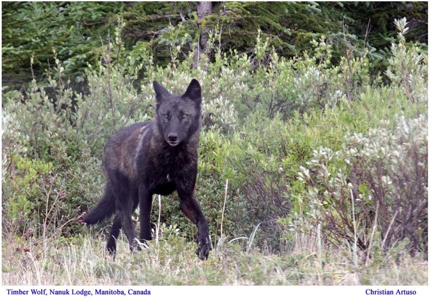 Plains Wolf (Canis lupus nubilus) - Know Your Mammals