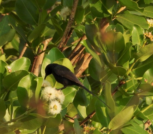 Angola Bronze Sunbird (Subspecies Nectarinia kilimensis gadowi ...