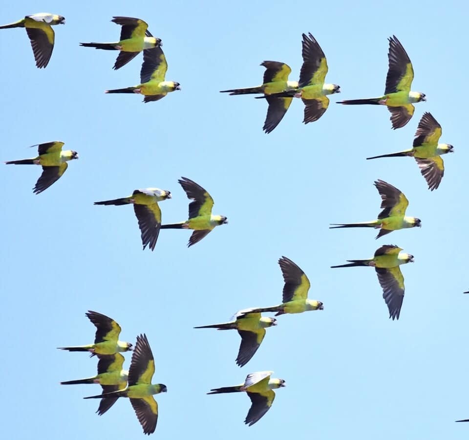 Nanday Parakeet from Ventura County, CA, USA on September 14, 2019 at ...