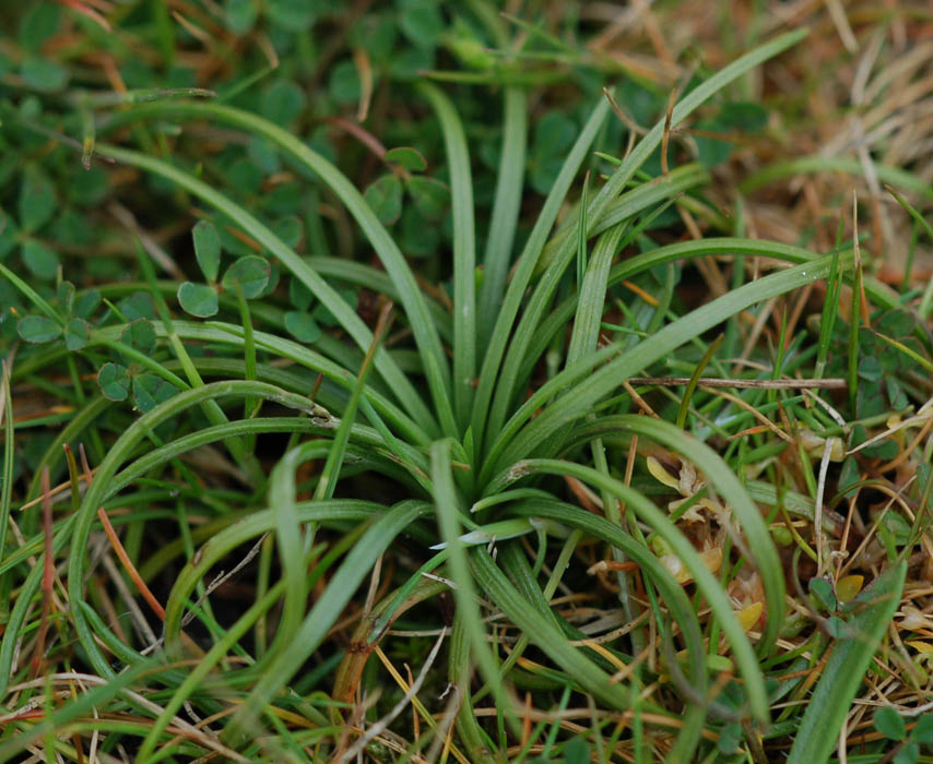 quillworts (Isoetes) - Botanical Realm
