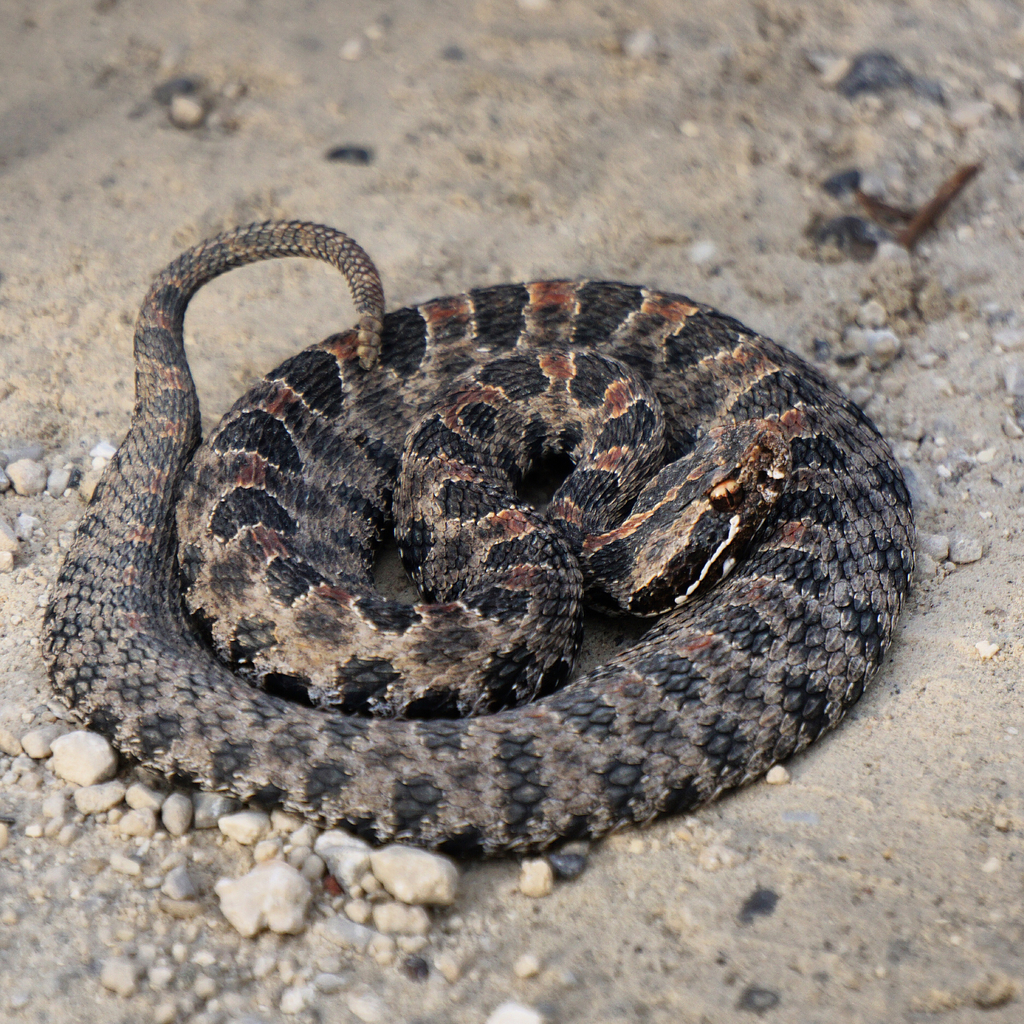 Dusky Pygmy Rattlesnake (Sistrurus miliarius barbouri) - Snakes and Lizards
