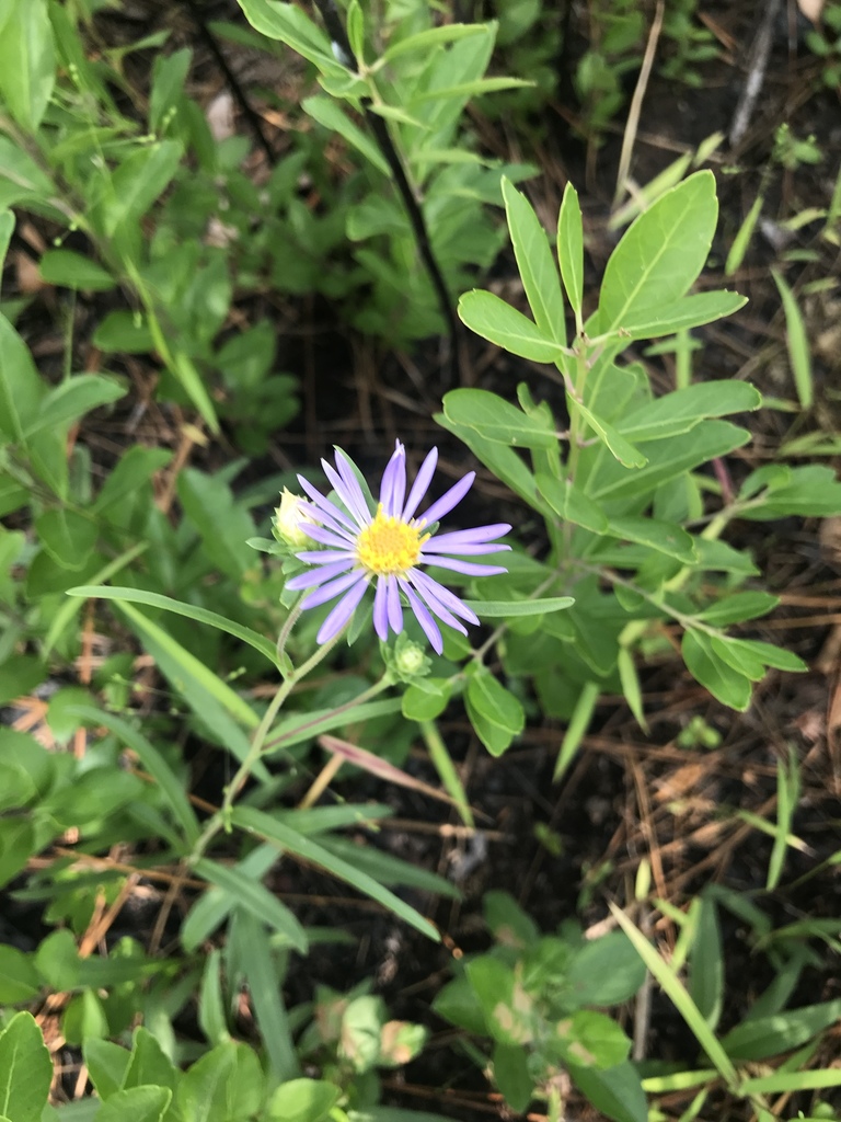 southern swamp aster from Lake Bagget, Hoffman, NC, US on September 25 ...