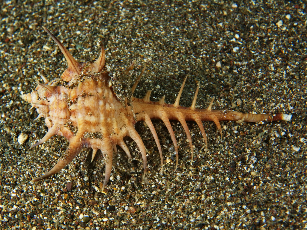 Black-spined Murex from Batangas, PH on January 15, 2025 by xenomatt ...