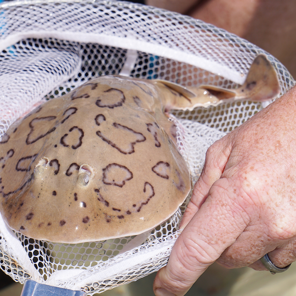 Small Electric Ray from Florida, US on October 7, 2016 at 01:37 PM by ...