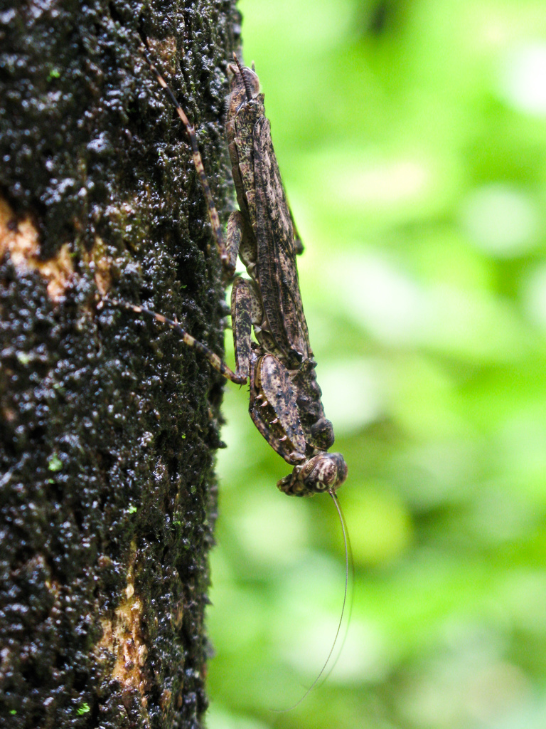 Gonypetid Mantises from Thattekad Bird Sanctuary, Kerala, India on ...