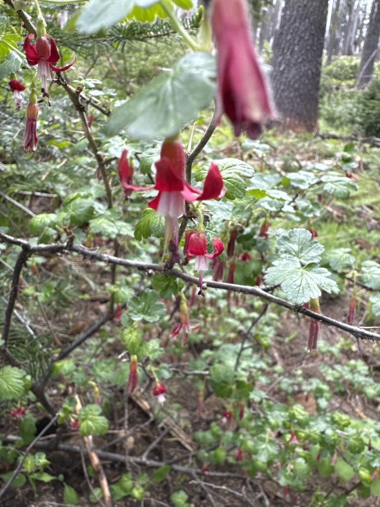 gummy gooseberry from Klamath National Forest, Siskiyou County, US-CA ...