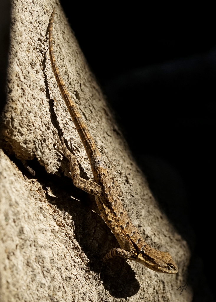 Tree and Bush Lizards (Urosaurus) - Snakes and Lizards