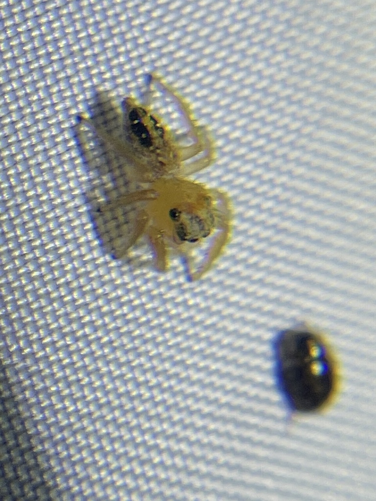 Cardinal Jumping Spider from Hoffman, NC, US on June 21, 2025 at 12:00 ...