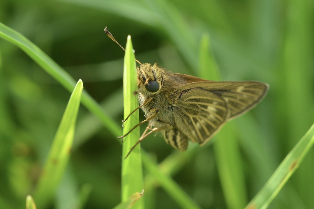 Wandering Skipper from Cuvier Park, La Jolla, San Diego, CA, USA on ...