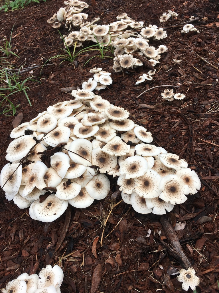 Leucoagaricus meleagris (Local Fungi of NWFL) · iNaturalist