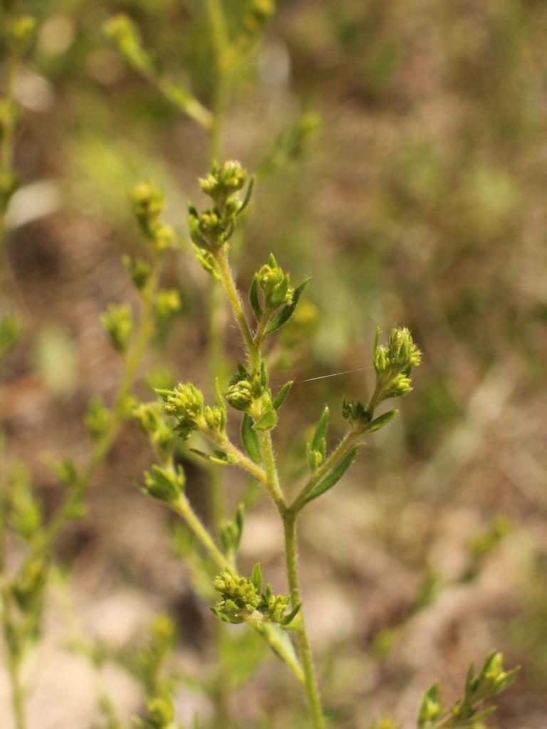 Hairy Pinweed from Camden, SC 29020, USA on June 21, 2025 at 03:10 PM ...