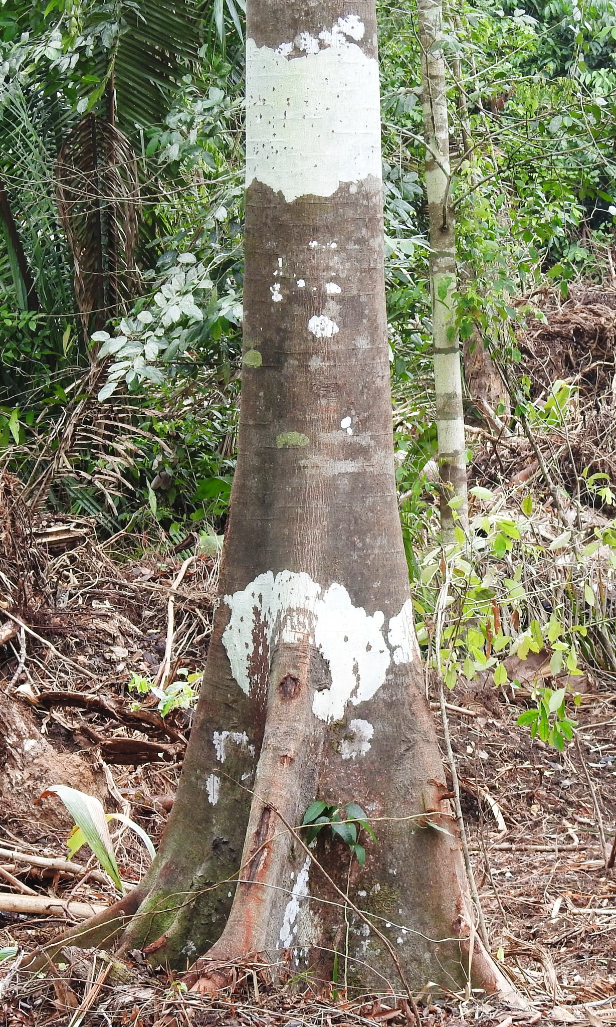 Dialium guianense (Aubl.) Sandwith