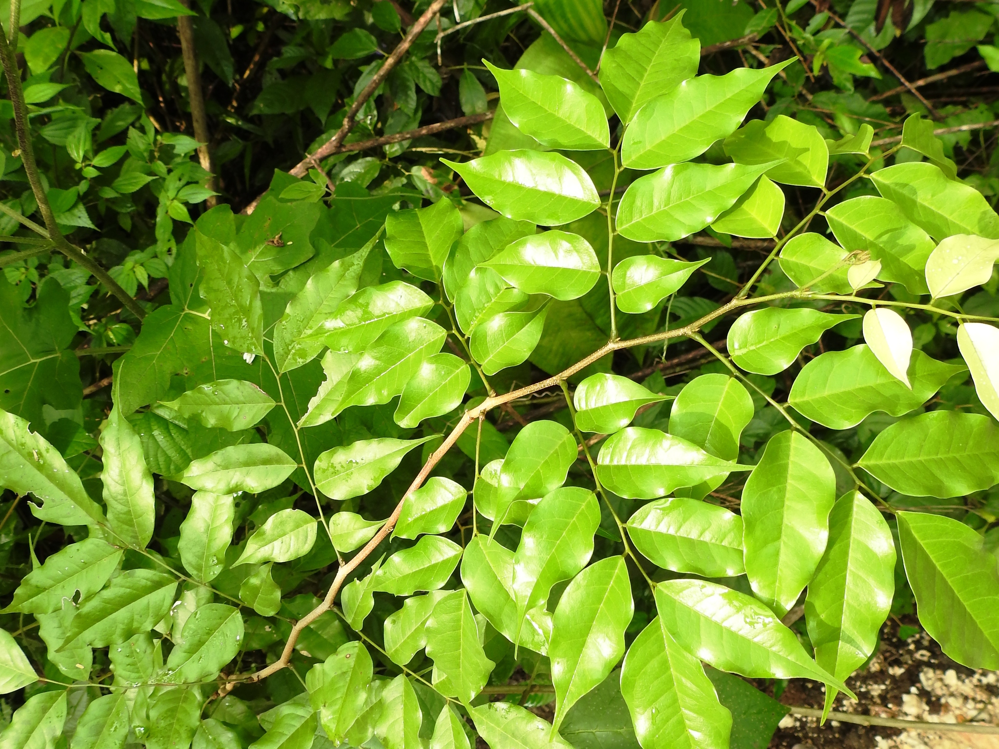 Dialium guianense (Aubl.) Sandwith