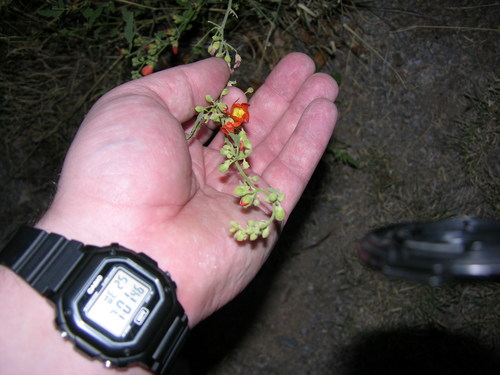 Observations by enrico_matassa · iNaturalist