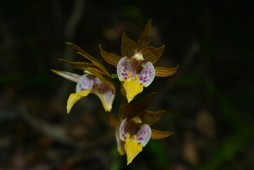 Heart-shaped Leaf Tainia (Tainia cordifolia) · iNaturalist