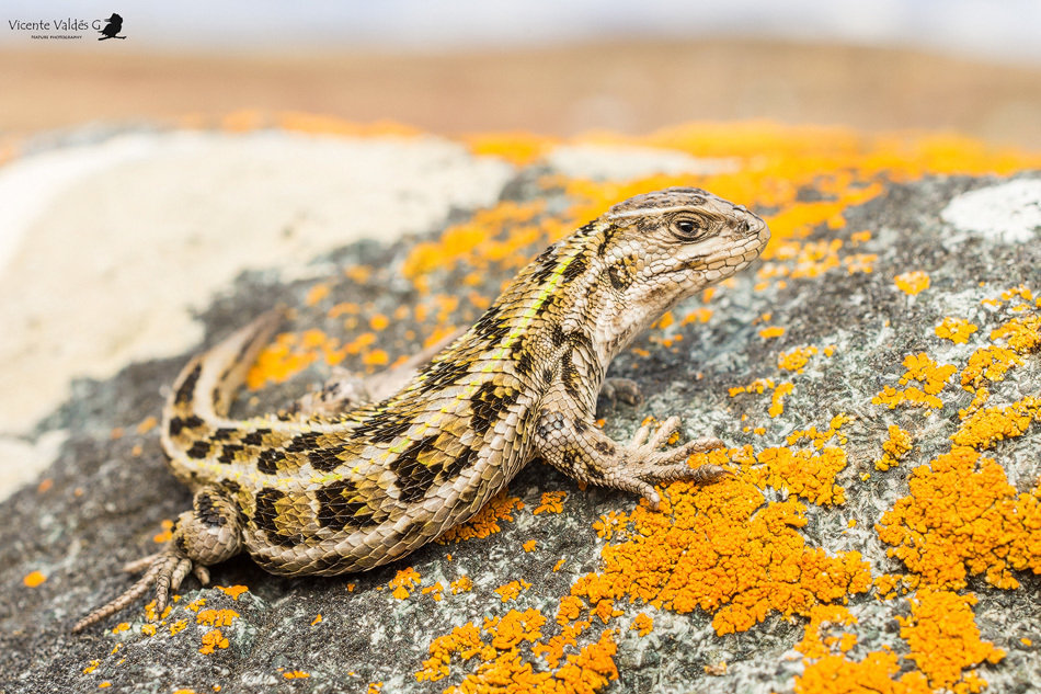 Magellan's Tree Iguana from Tierra del Fuego, Región de Magallanes y de ...