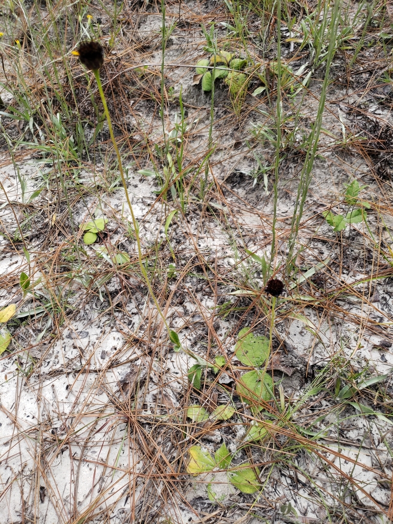 Rayless Sunflower from Carolina, AL 36420, USA on September 25, 2019 at ...