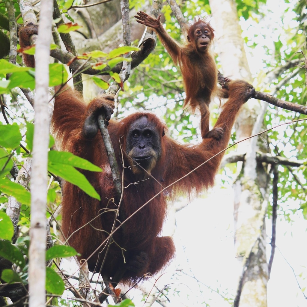 Sumatran Orangutan (Pongo abelii) - Know Your Mammals