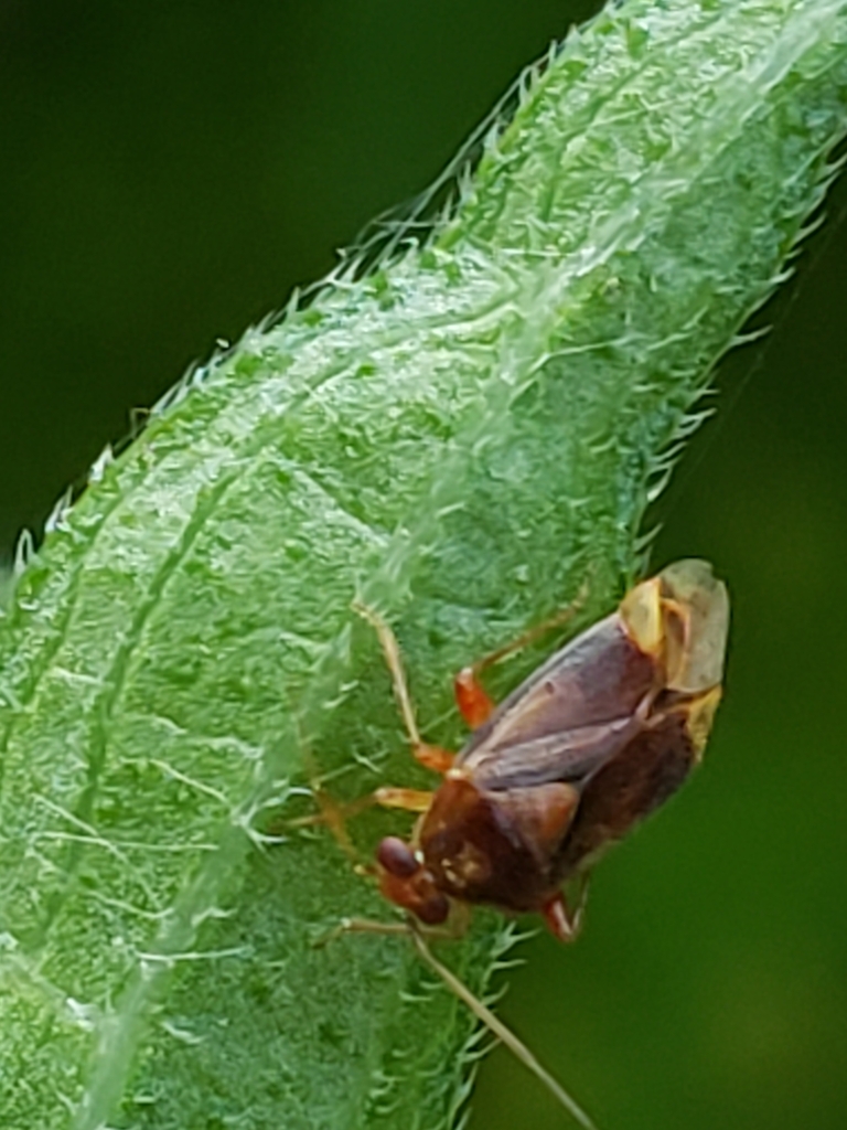 Agnocoris in June 2025 by David · iNaturalist