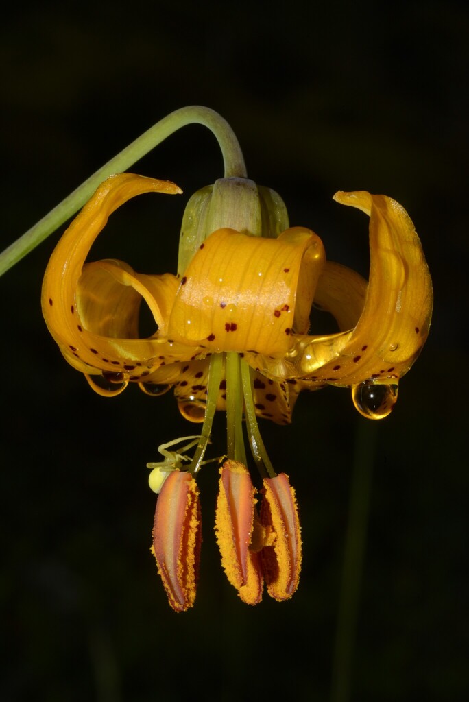 Columbia lily (Lilium columbianum) - Botanical Realm