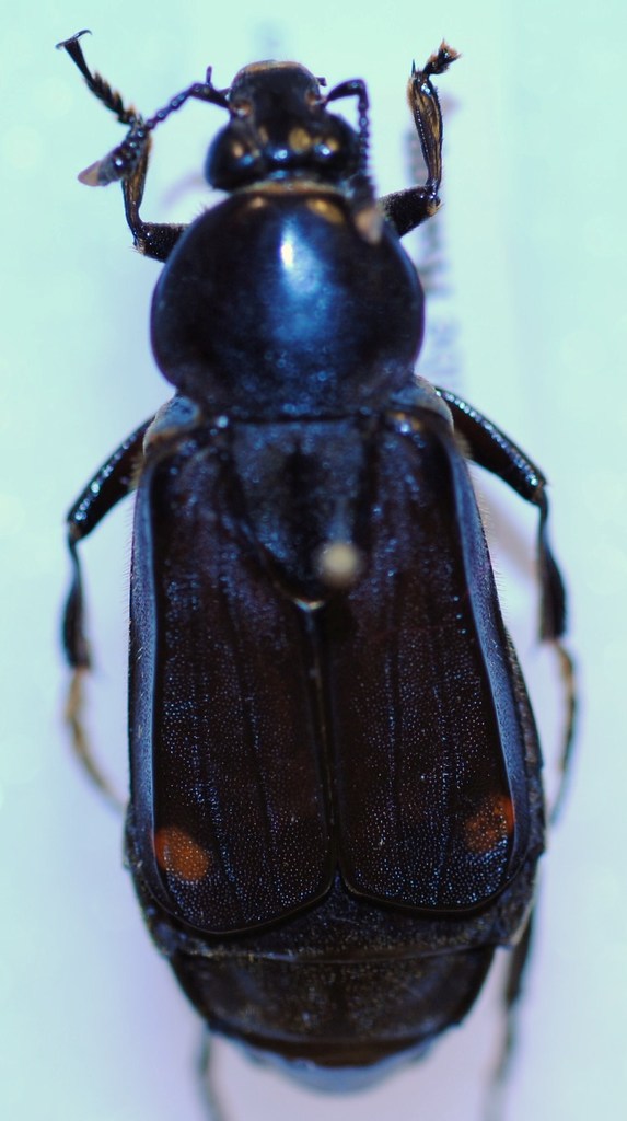 Diamesus bimaculatus (The Silphidae of Taiwan) · BioDiversity4All