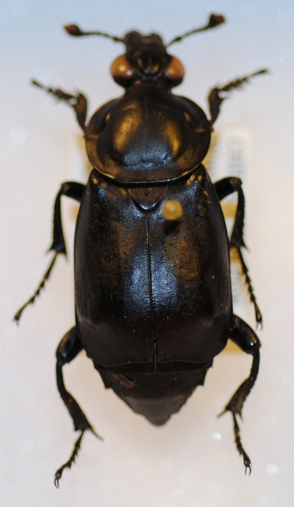 Nicrophorus concolor (The Silphidae of Taiwan) · BioDiversity4All