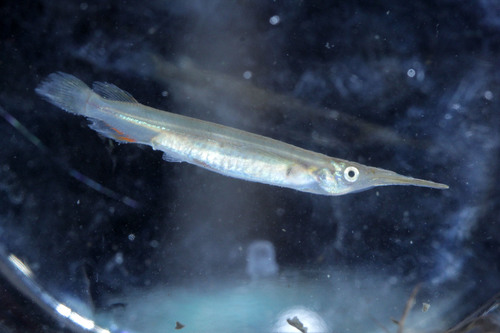 Golden halfbeak (Dermogenys pusilla)