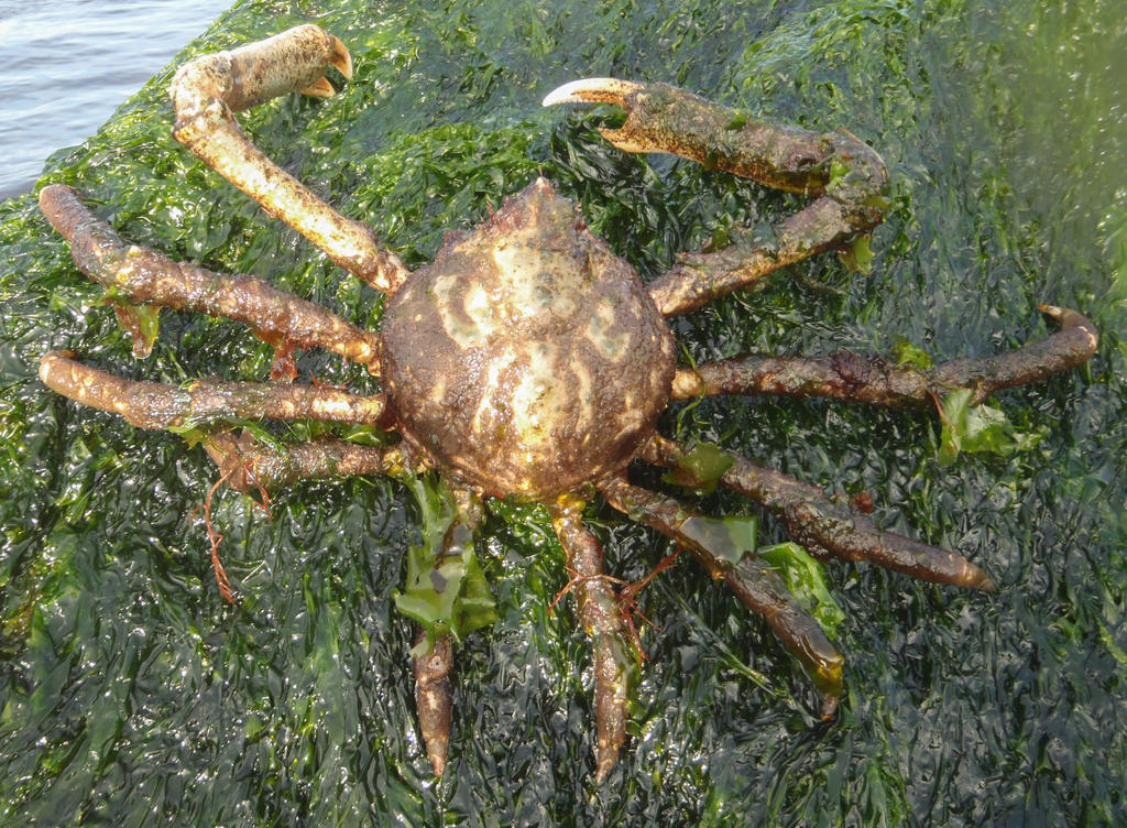 Portly Spider Crab from Washington, Rhode Island, United States on ...