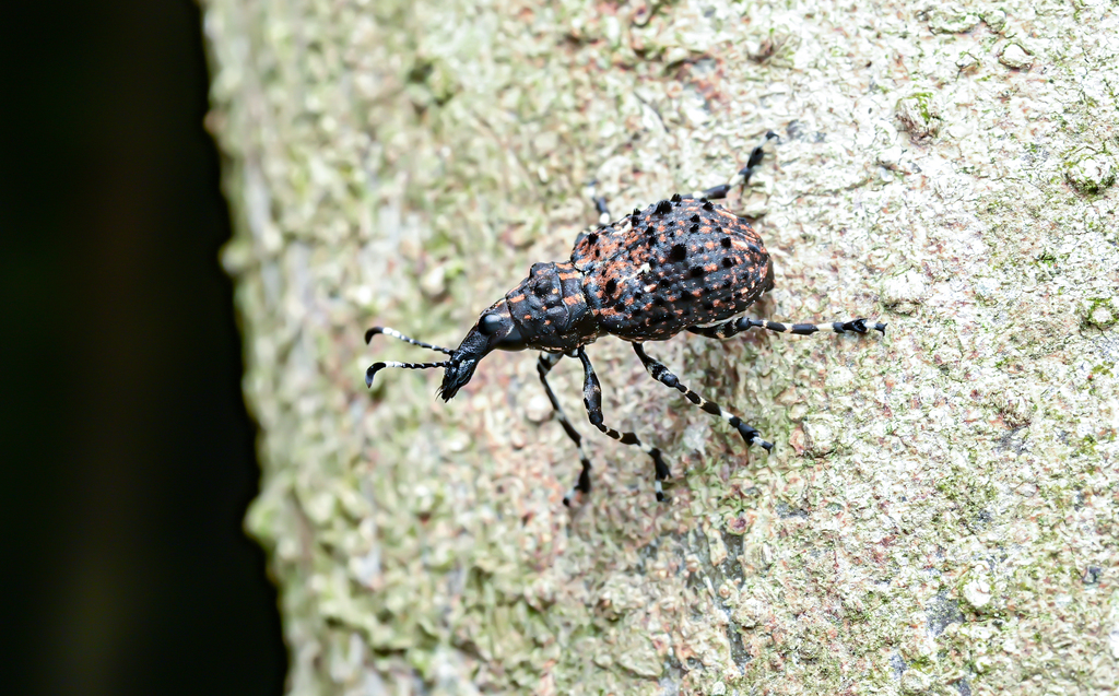 Acanthothorax callosus from 中国小七孔景区 on May 16, 2025 at 02:38 PM by 江国彬 ...