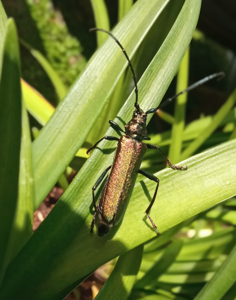 Musk beetle from 35150 Corps-Nuds, France on June 22, 2025 at 10:14 AM ...