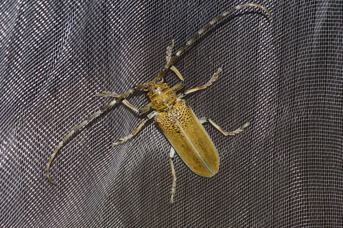 Subspecies Apriona rugicollis nobuoi · iNaturalist