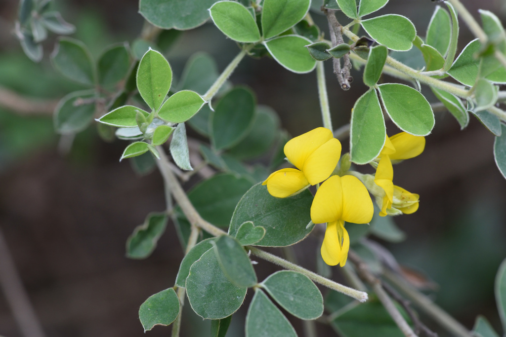 Velvet Silverpod (Plants of Rhodes Nyanga) · iNaturalist