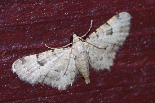 Bosara kadooriensis · iNaturalist