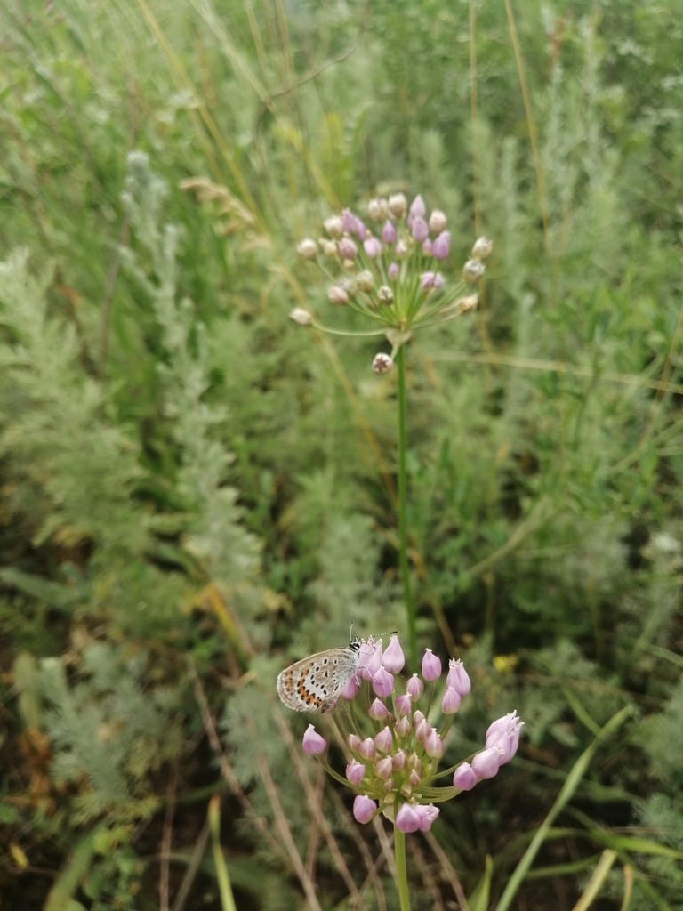Plebejus from Оренбургская обл., Россия, 461356 on June 22, 2025 at 12: ...