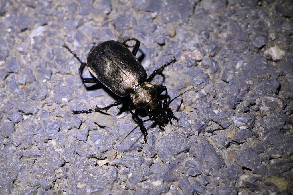Calosoma chinense from 沈阳棋盘山国际风景旅游开发区, 沈阳市, 辽宁省, CN on June 16, 2025 at ...