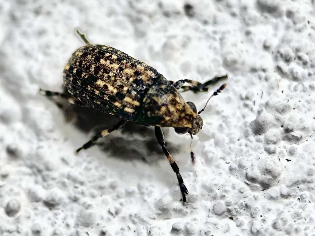 Euparius oculatus from 老碓溪景区, 杭州市, 浙江省, CN on June 17, 2025 at 09:47 PM ...