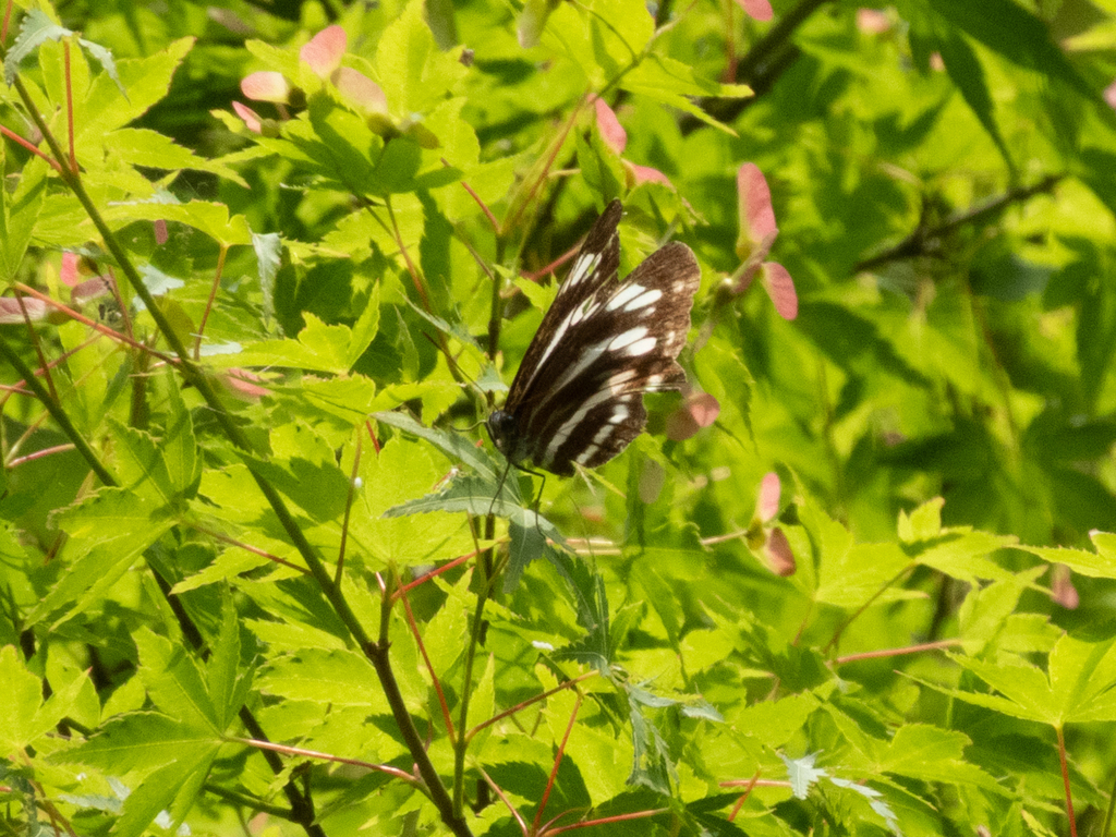 Neptis philyra philyra from Sakyo Ward, Kyoto, Japan on June 21, 2025 ...