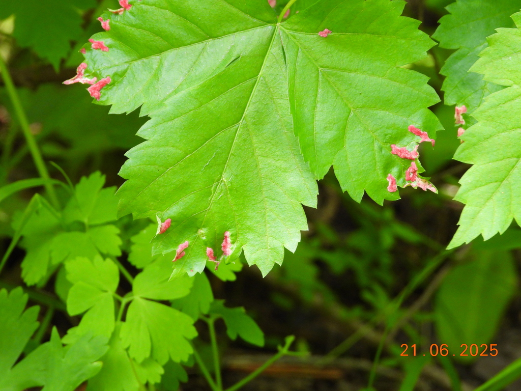 Rocky Mountain Maple Felt Mite from Bannock County, ID, USA on June 21 ...