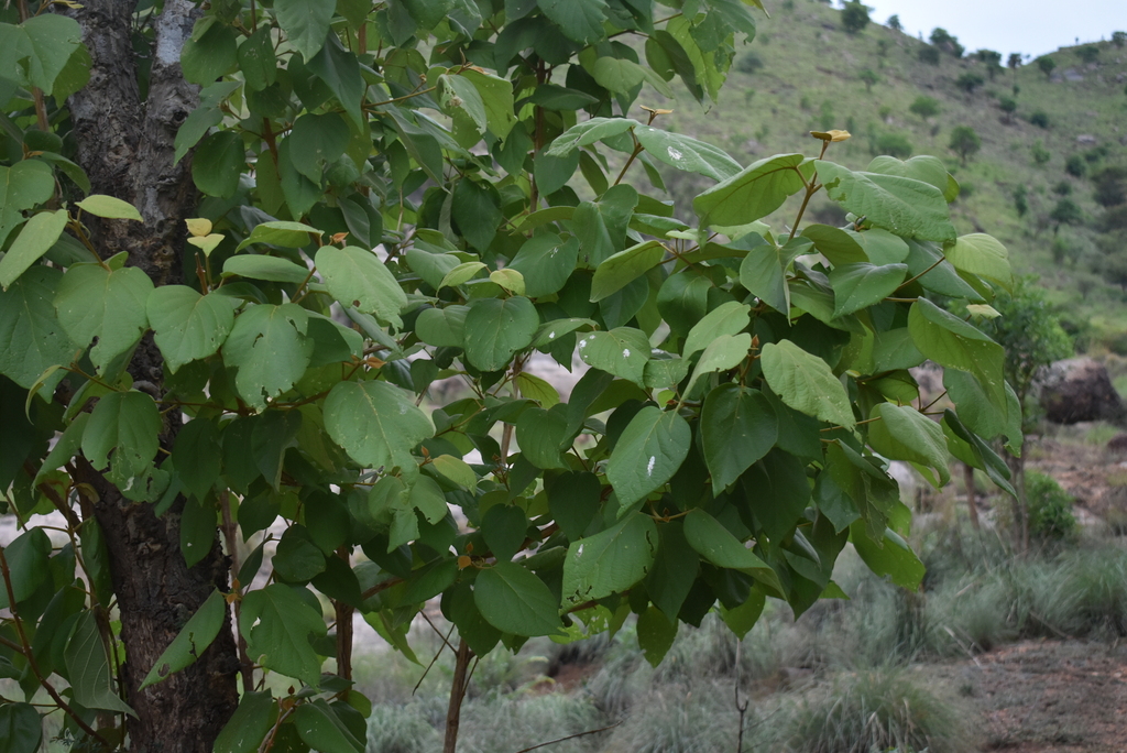 (Premna latifolia) - Botanical Realm