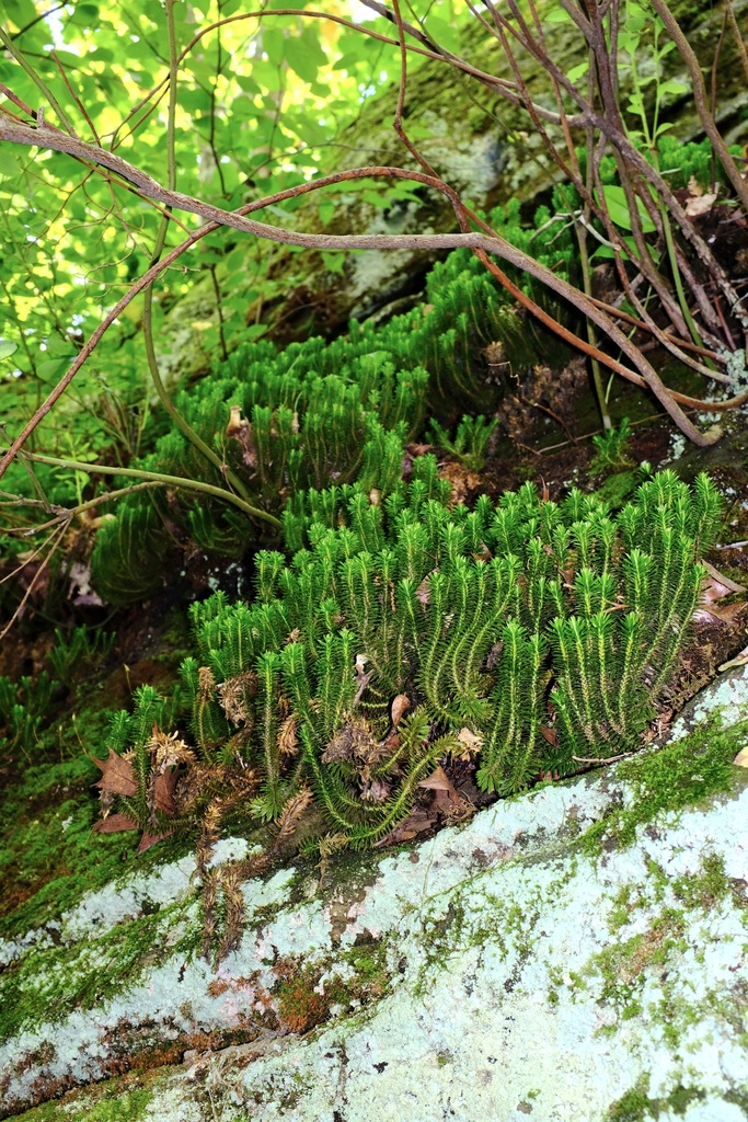 rock firmoss in June 2025 by Nathan Aaron · iNaturalist