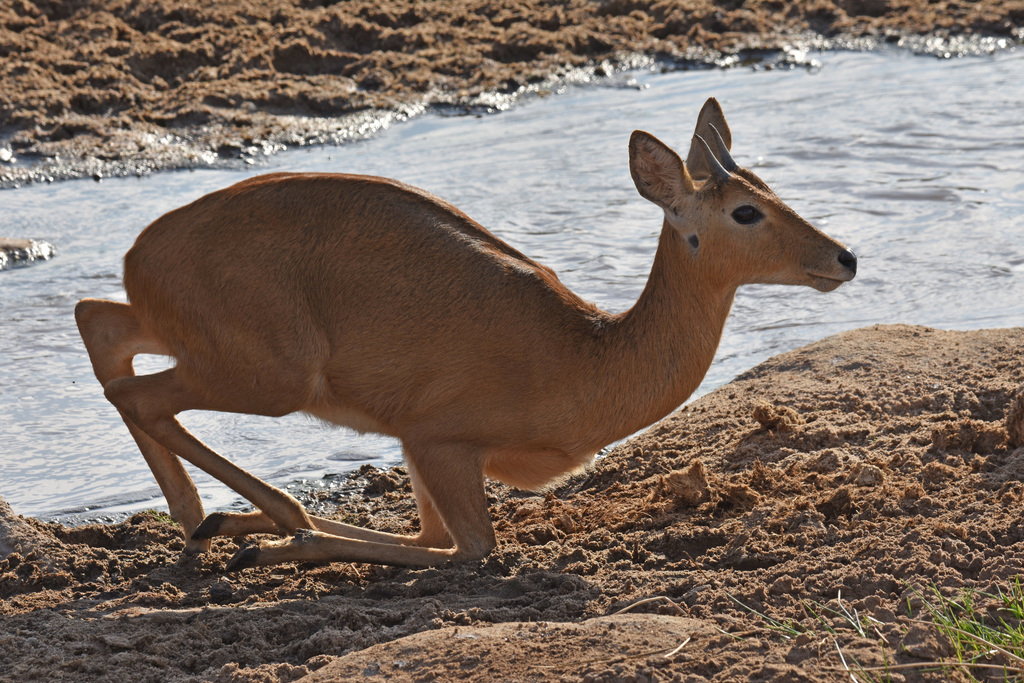 Bohor Reedbuck (Redunca redunca) - Know Your Mammals