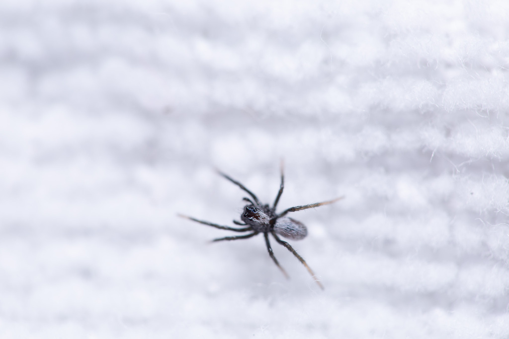 McCrone's Burrowing Wolf Spider in June 2025 by Soren Hines · iNaturalist