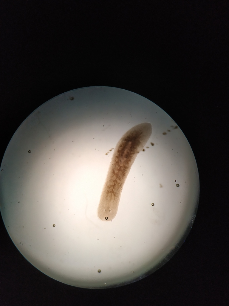 Planaria torva from Érd, Hungary on June 2, 2023 at 10:34 PM by kovacs ...