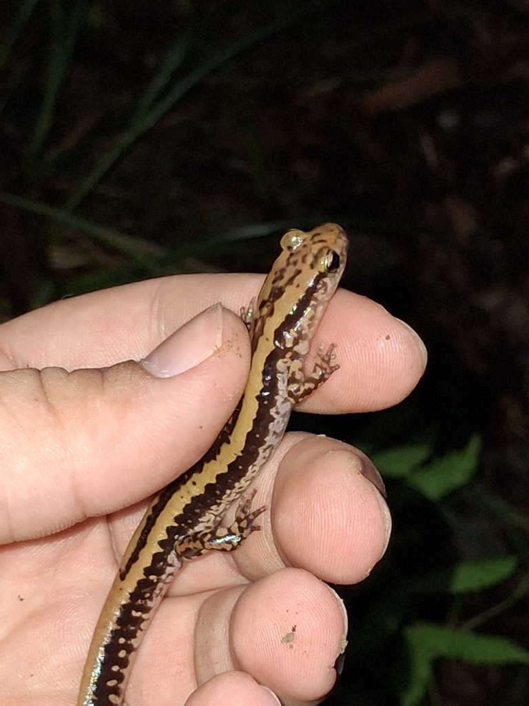 Three-lined Salamander from Walker Springs, AL 36545, USA on June 19 ...