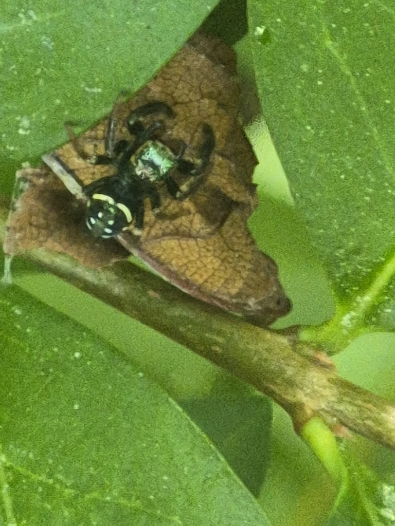 Golden Jumping Spider from Oak Hill, Newton, MA, USA on June 22, 2025 ...