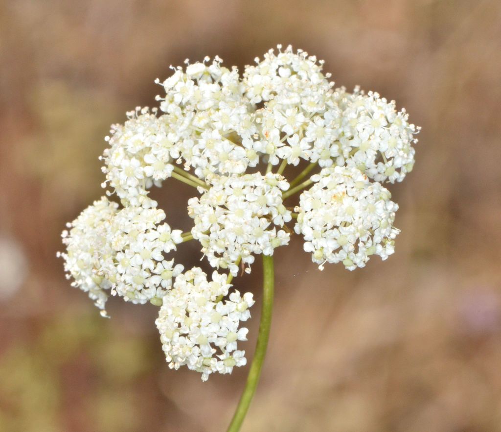 Kellogg's yampah (A Floral Guide to Walker Ridge) · iNaturalist