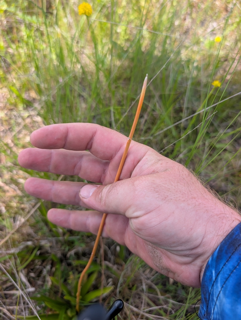 Yellow Colicroot from Lake Wales, FL 33898, USA on June 22, 2025 at 11: ...