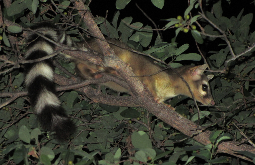 Ringtail (Bassariscus astutus) - Know Your Mammals