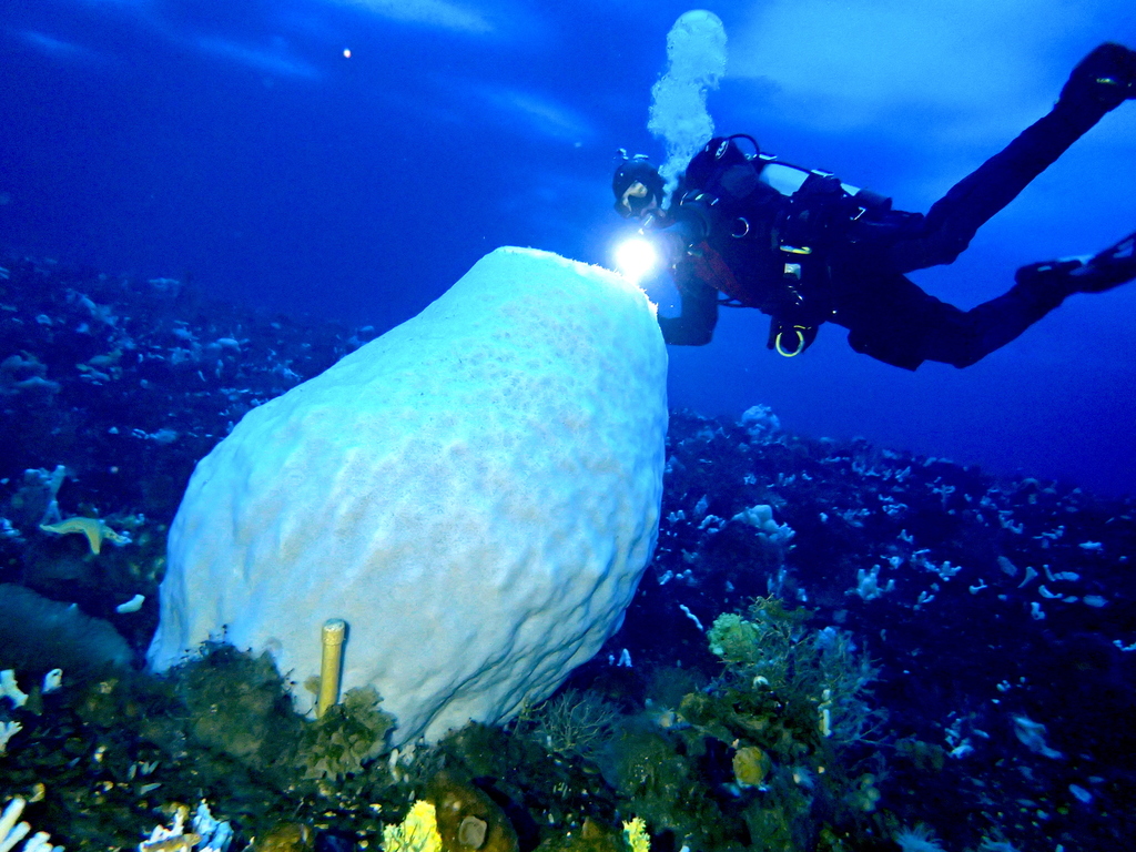 volcano sponge from McMurdo Station Jetty, Ross Island, Antarctica on ...