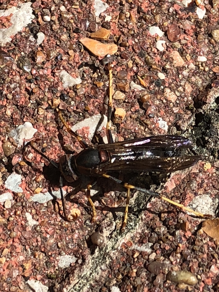 fuscatus-group Paper Wasps from Faust County Park, Chesterfield, MO, US ...